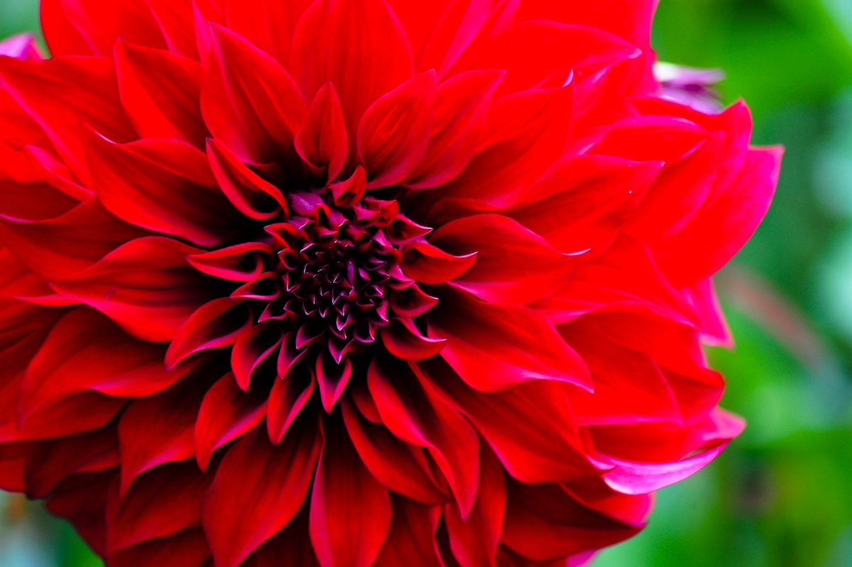 Flower Power – Mendocino Botanical Garden | Bulldog Travels / Photos By ...