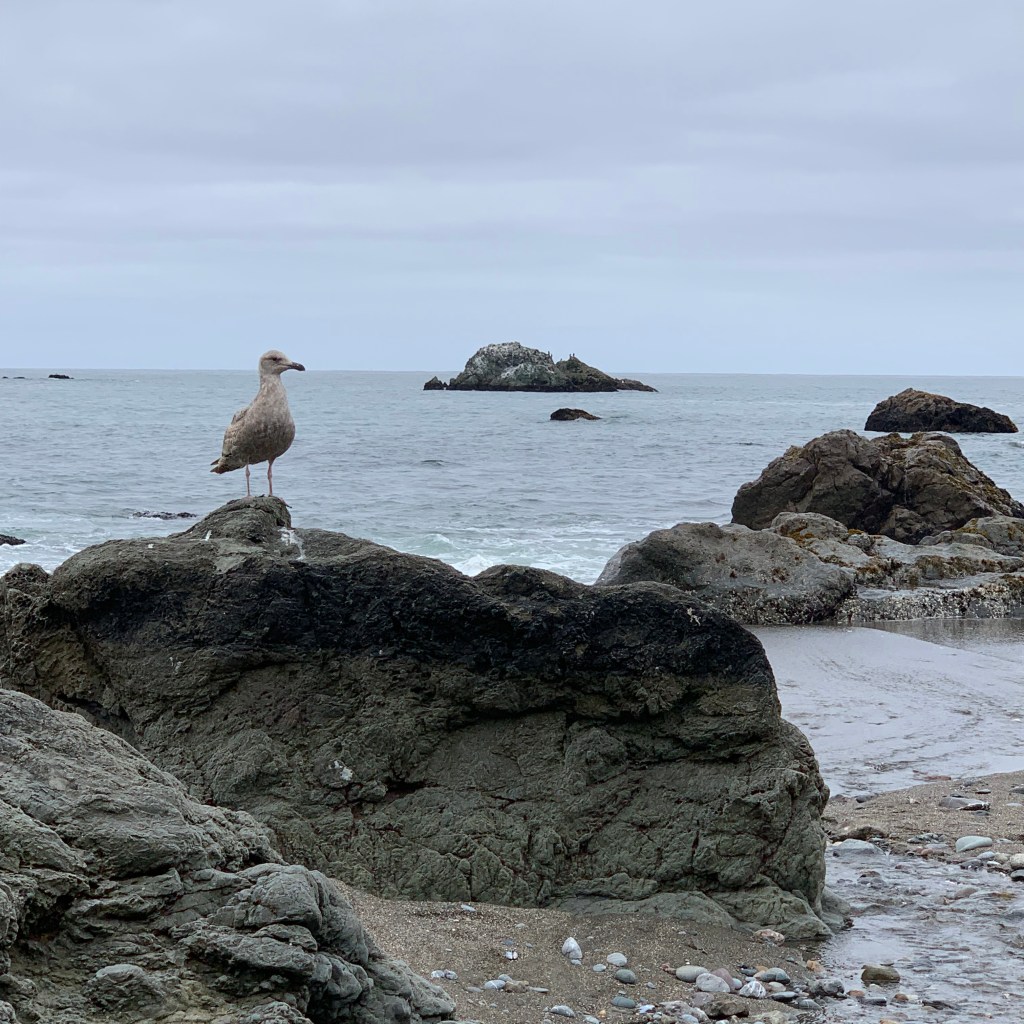 Bodega Bay’s Kortum Trail | Bulldog Travels / Photos By Jenny