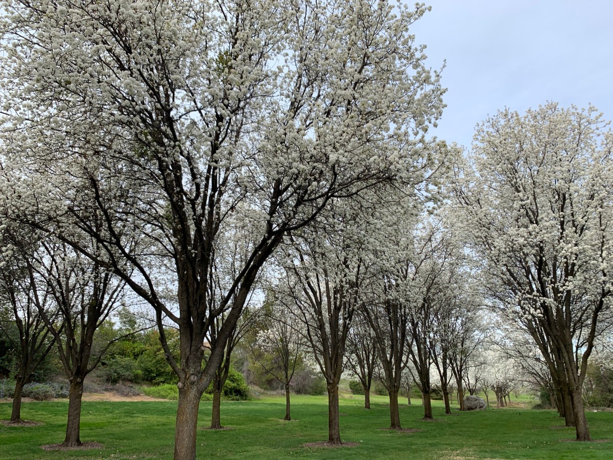 Sacramento Spring Flowers | Bulldog Travels / Photos By Jenny