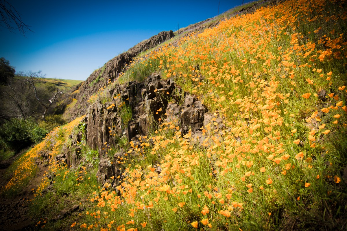 North Table Mountain Spring Flowers | Bulldog Travels / Photos By Jenny